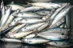 Mackerel Fry - the best way to cook fresh mackerel fillets