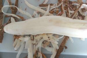 Fried Manioc - The Brazilian Snack You Should Try